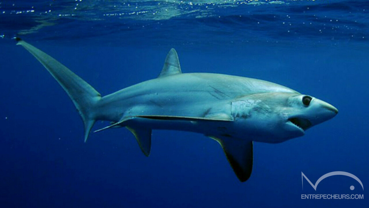Requin renard, description et informations sur le Alopias vulpinus ...