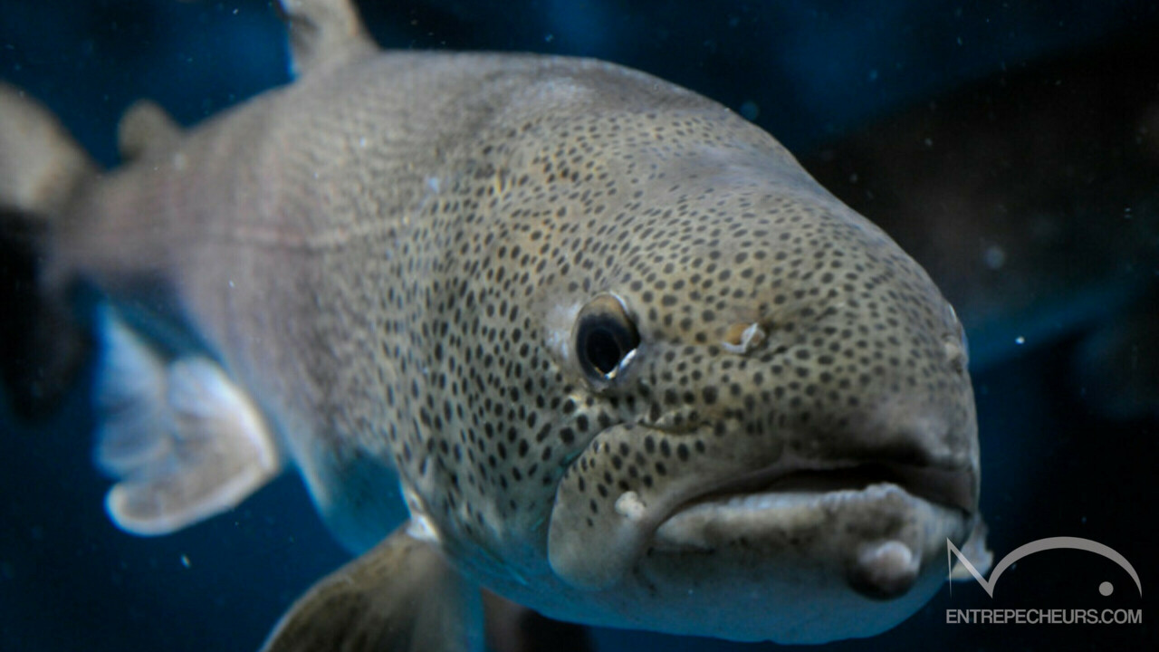 Taimen, description et informations sur le Hucho taimen (Taïmen de ...